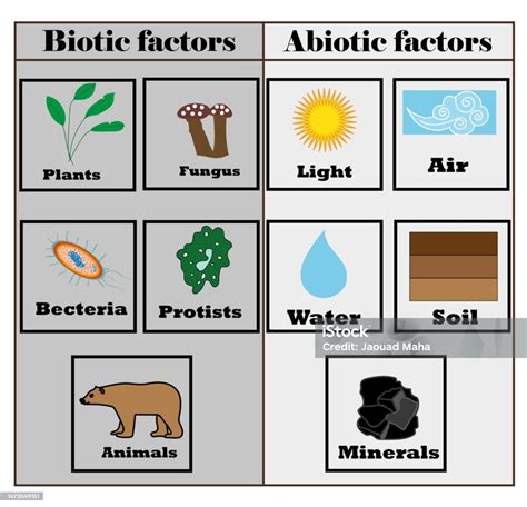 Abiotic Factors In An Ecosystem