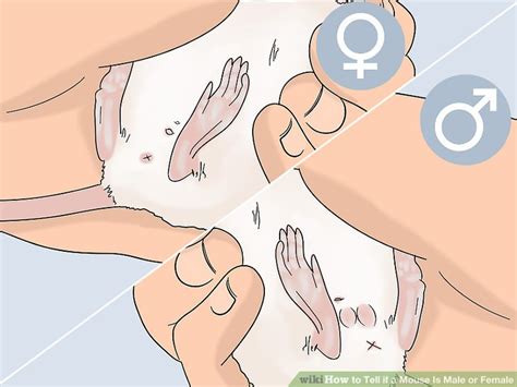 How To Tell If A Mouse Is Male Or Female 7 Steps With Pictures
