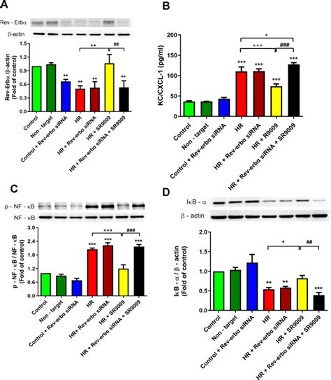 Targeting Rev Erbα To Protect Against Ischemia Reperfusion Induced