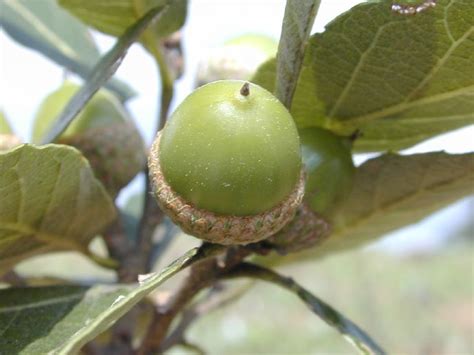 Quercus Castanea Fagaceae