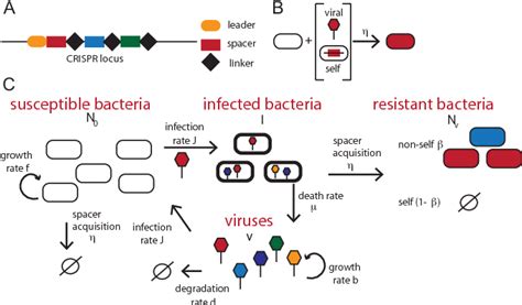 Figure 1 From Cost And Benefits Of Crispr Spacer Acquisition Semantic