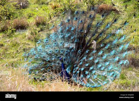 Peacock Making The Wheel Blue Feathers In Natural Environment Stock