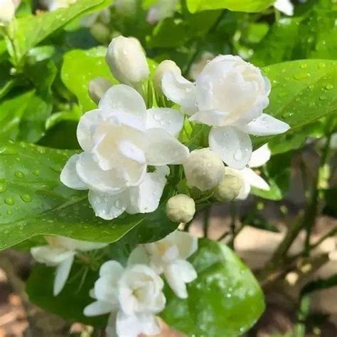 适合热天养的“香香花”，放客厅雅致，放卧室促睡眠，还能驱蚊子花香开花茉莉花