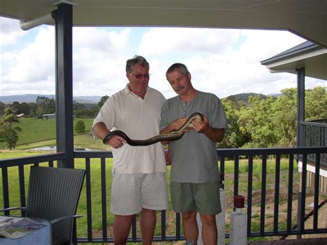 16 Foot Python Eats Dog Pelican Parts Forums 16 Foot Python Eats Dog Pelican Parts Forums
