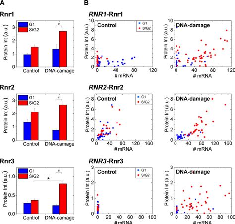 Rnr Transcript Numbers Show A Cell Cycle Dependent Relation To Protein