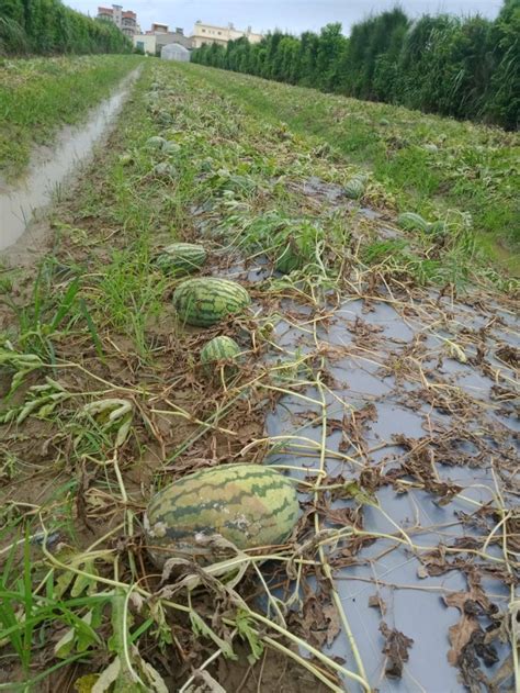 大雨不停 苗栗後龍半數西瓜水傷、裂果 生活 自由時報電子報