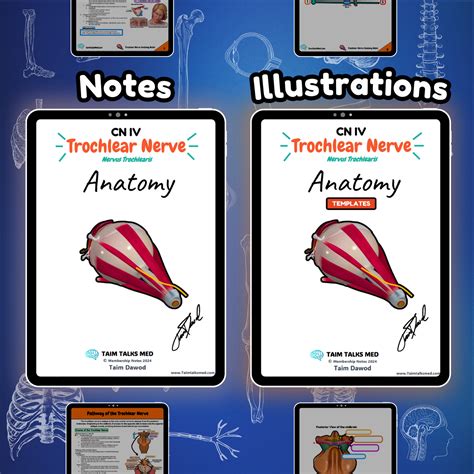 Trochlear Nerve Cn Iv Taimtalksmed Medicine Lectures Notes And Illustrations