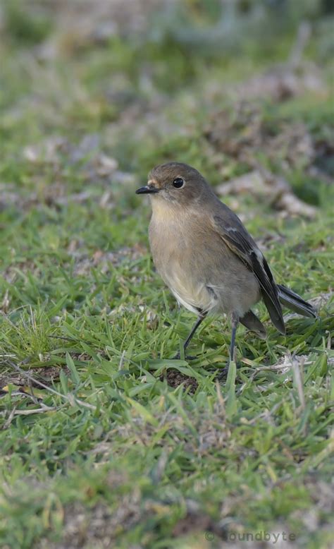 Robins Of Tasmania 1 Backcountry Gallery Photography Forums