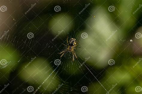 Macro Shot Of Cobweb Texture With Spider In Center Arachnid Hunter Weaving A Silk Web Trap