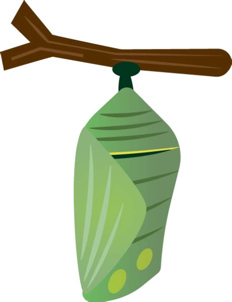 วิทยาศาสตร์ทั่วไป วัฏจักรชีวิตของผีเสื้อ