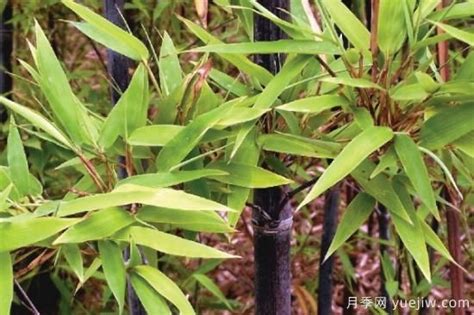 竹子草本植物 草本植物草木 大山谷图库
