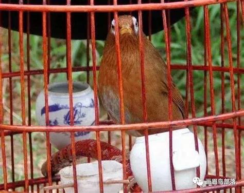 養畫眉鳥要有三心信 每日頭條