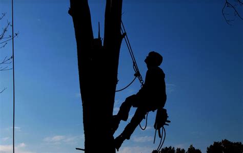 Tree Cabling And Bracing Tree Pruning Arborist Costa Mesa CA