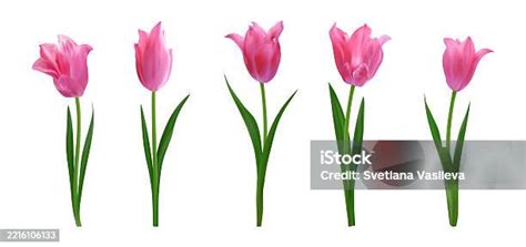 핑크색 고립 된 사실적인 튤립 세트 봄에는 밝고 신선한 튤립 꽃이 피었습니다 인사말 카드 8 행진 어머니의 날 초대장 포스터에 대 한 벡터 그림 완벽한 꽃꽂이 홀리데이