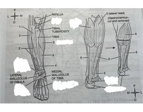 Anterior And Posterior Distal Lower Limb Quiz