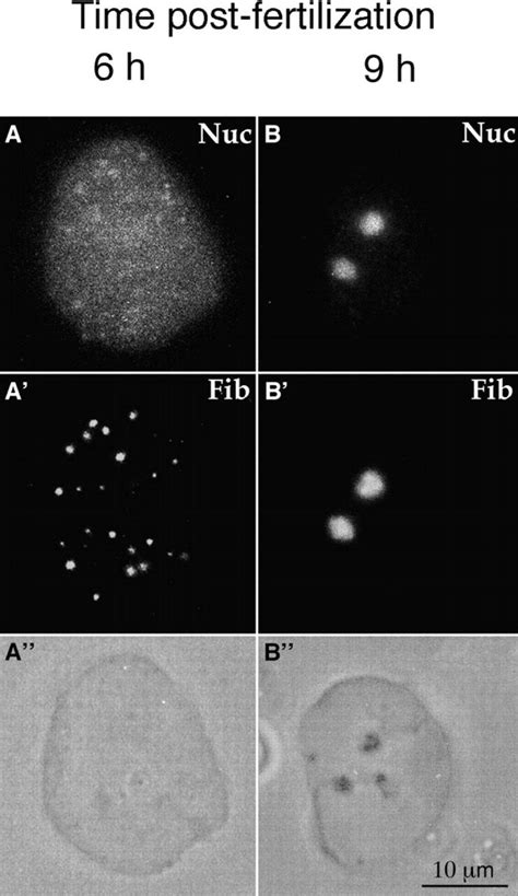 Localization Of Nucleolin Nuc And Fibrillarin Fib In Nuclei From Download Scientific
