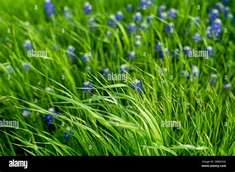 Background image lush grass field -Fotos und -Bildmaterial in hoher ...