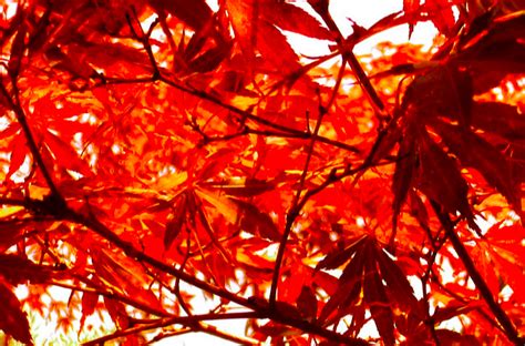 Fall Courses Now Open For Enrollment Flatiron School Flatiron School