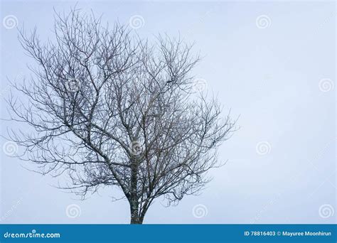 Leafless Tree In The Winter Stock Image Image Of Alone Scene 78816403