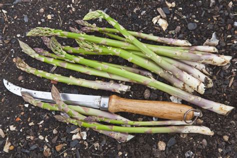 How And When To Harvest Asparagus
