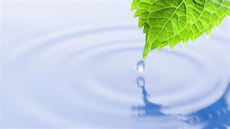 Con El Medio Ambiente Carobels Carobels Productos Profesionales De