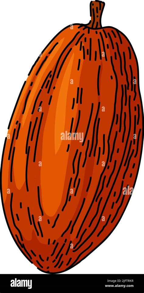 Cocoa Bean Sketch Hand Drawn Vector Stock Vector Image And Art Alamy