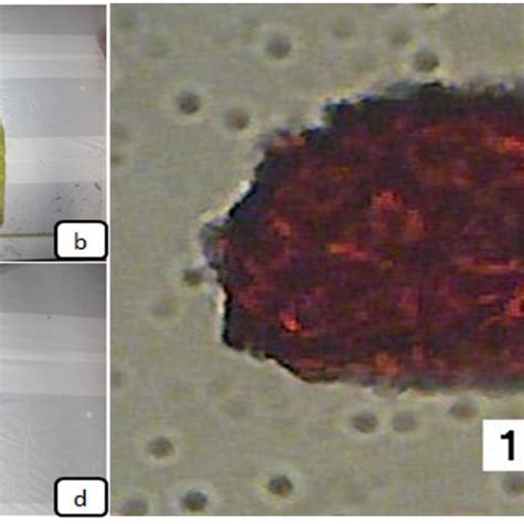 Asplenium Nidus L Habitus A Leaf B Root C Sori D And Exine Download Scientific