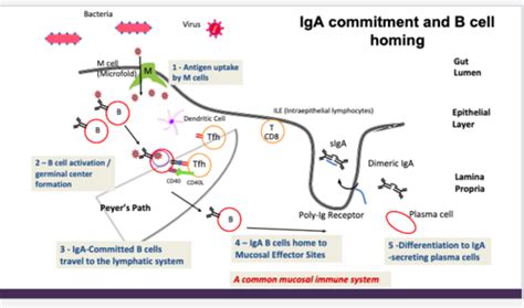 Lec 14 B Cell Class Switch Recombination And Somatic Hypermutation Flashcards Quizlet