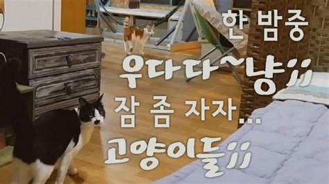 구름 바람 고양이들 64화 고양이는 야행성~ 반가운 길고양이 젖 먹는 새끼고양이 가을 숲 밥상 길고양이 밥주기 Youtube