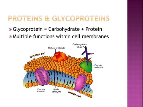 Ppt Chapter 5 Powerpoint Presentation Free Download Id 2152209