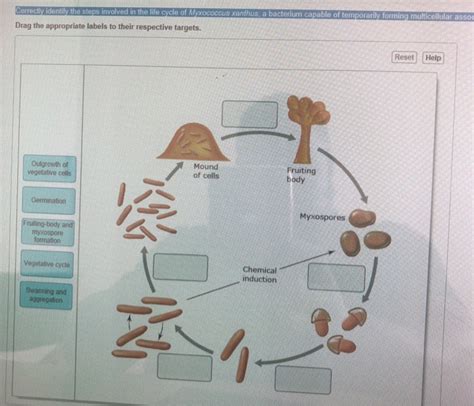 Solved Orrectly Identify The Steps Involved In The Life