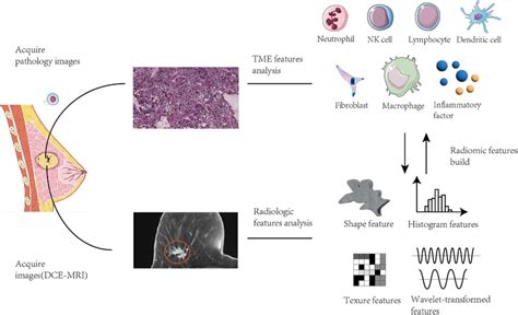 Of Tme Predicting Radiomic Building Process Tme Predicting Radiomic Download Scientific