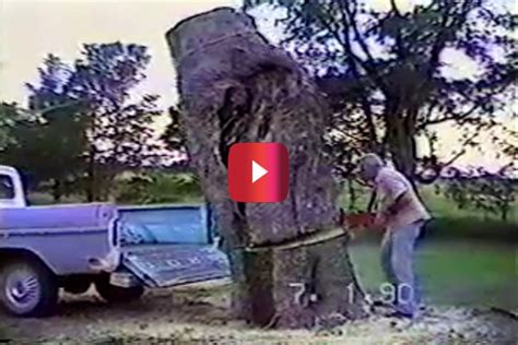 Man Saws Massive Tree Trunk But He Should Ve Gotten A Bigger Truck For The Job Alt Driver