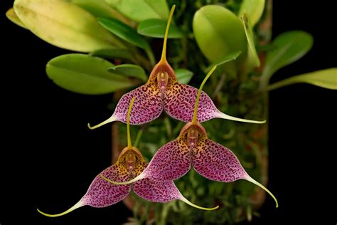 The Crucial Role Of Fertilizing Orchids A Beginners Guide For Austra