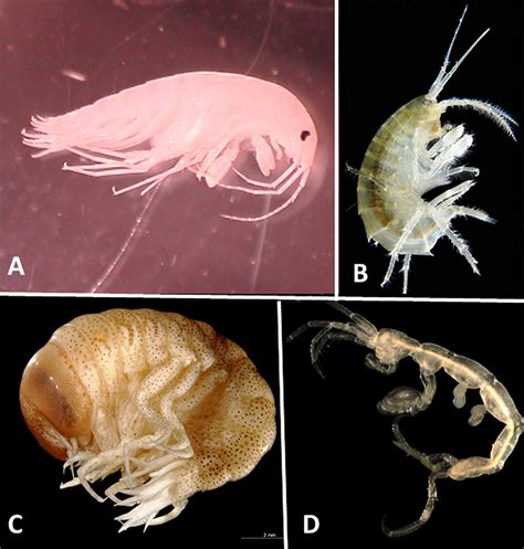 Amphipods Encyclopedia Of Arkansas