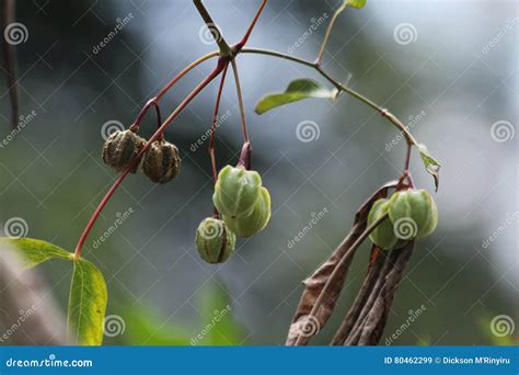 Cassava Seeds In The Field With Blue Sky In Morogoro Tanzania Stock