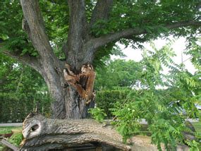 CropHealth Tree Assessments