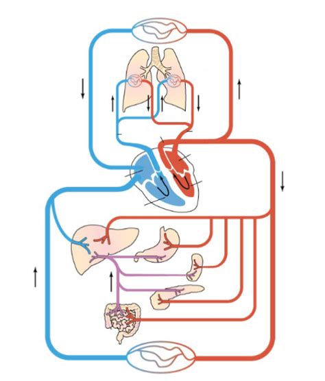 Diagram Of Labeling Circulation Quizlet