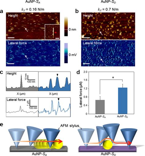 Lateral Force Microscopy Analysis Of Binding Affinity Between Aunps And Download Scientific