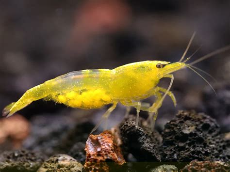 Can Cherry Shrimp Live In Cold Water Uk Shrimp News And Blog