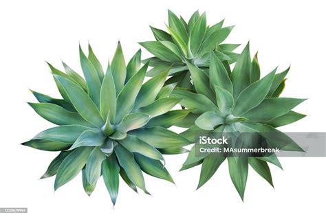 클리핑 경로와 흰색 배경에 고립 된 여우 꼬리 아가베 식물의 상단 보기 용설란에 대한 스톡 사진 및 기타 이미지 용설란 위에 선인장 Istock