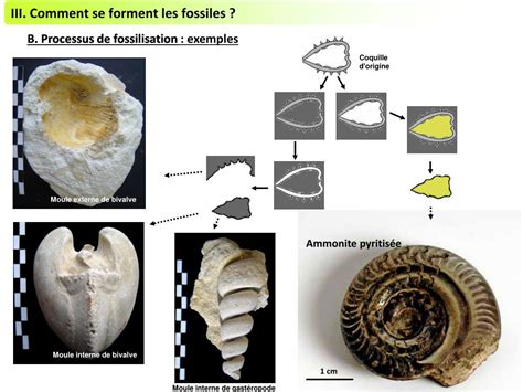Ppt Sose 1005 Td 7 Le Temps En Géologie Powerpoint Presentation Free Download Id4270070