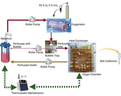 Normothermic Ex Vivo Liver Machine Perfusion In Mouse Protocol