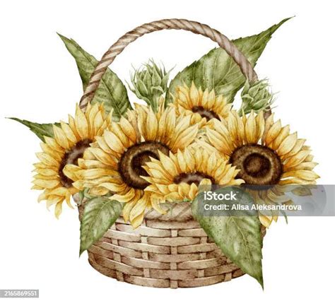 해바라기 악한 바구니 수채화 그림 인사말 카드 또는 가을 파티 초대장을 위해 고립 된 배경에 소박한 스타일의 가을 꽃으로 그리기 꽃 빈티지 예술 작품 0명에 대한 스톡 벡터