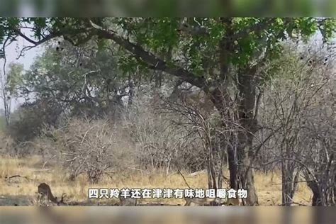 花豹从6米高的树上一纵而下，羚羊防范意识薄弱，惨被花豹捕获羚羊防范意识