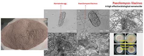 Better Way To Control Nematodes In Your Filed By Using Abamectin