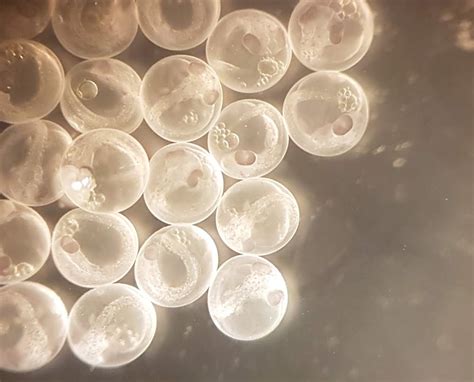 Female Fish Delivers Offspring After Eggs Are Fertilized Inside Of Her Earth Com