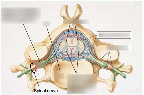 Transition Between Cord And Spinal Nerve Diagram Quizlet