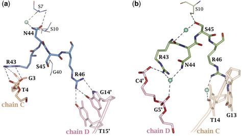 Comparison Of The Interactions Made By The Flexible Loop Region In Download Scientific Diagram