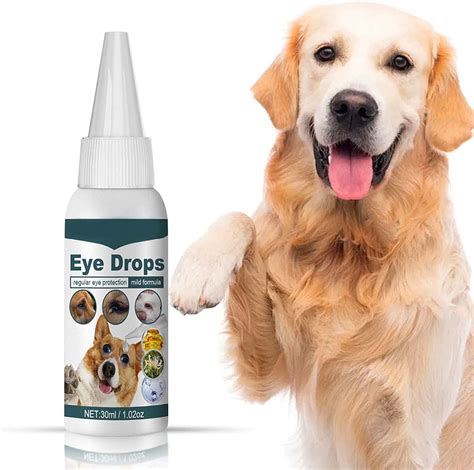 Cómo Contrajo Mi Perro Una Infección Bacteriana